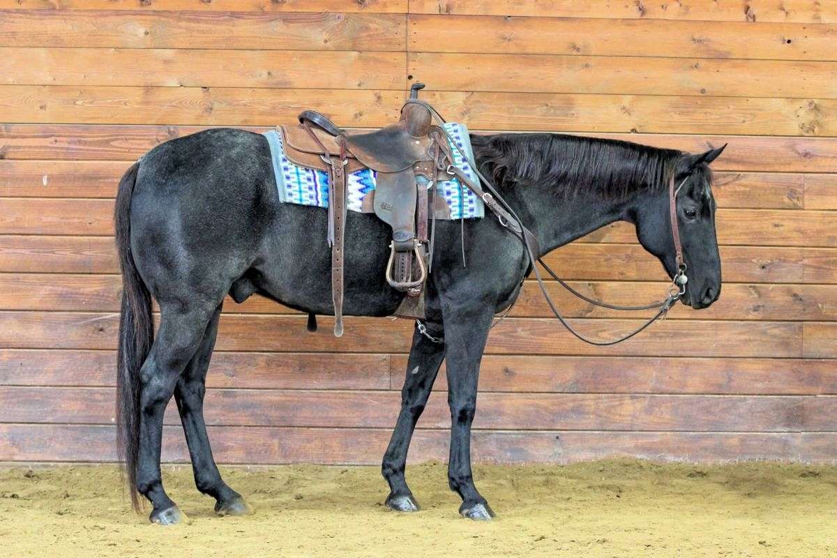 Hops - a Safe & Steady Partner 13 Yr Old Blue Roan Quarter Horse Gelding!