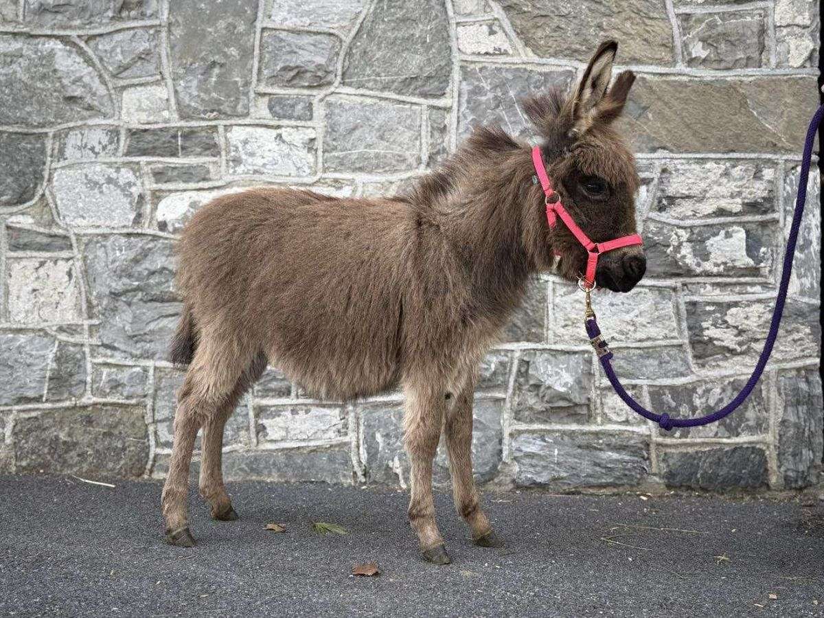 Mini Jenny Donkey