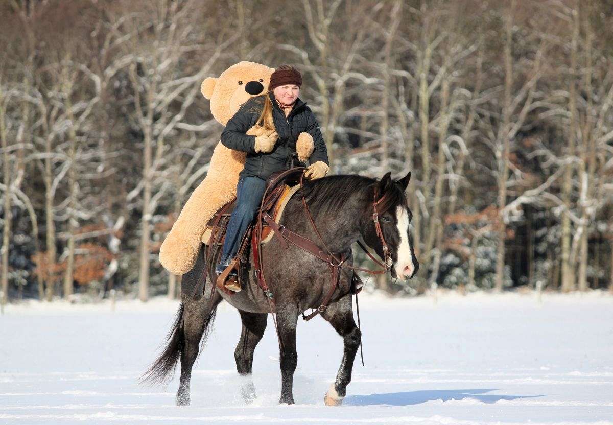 Theo - Good Broke All Around Horse 5 Yr Old Blue Roan QH Gelding!