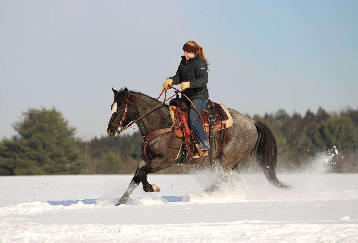 Theo - Good Broke All Around Horse 5 Yr Old Blue Roan QH Gelding!