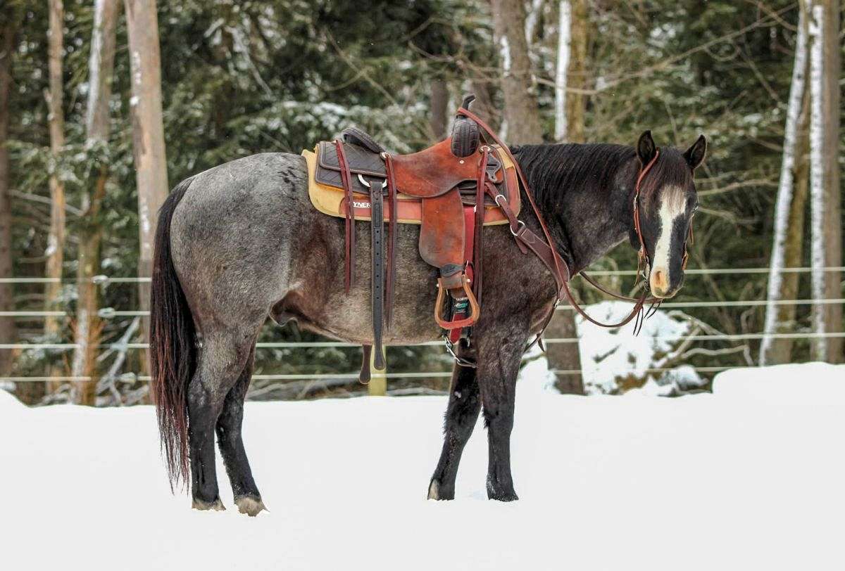 Theo - Good Broke All Around Horse 5 Yr Old Blue Roan QH Gelding!