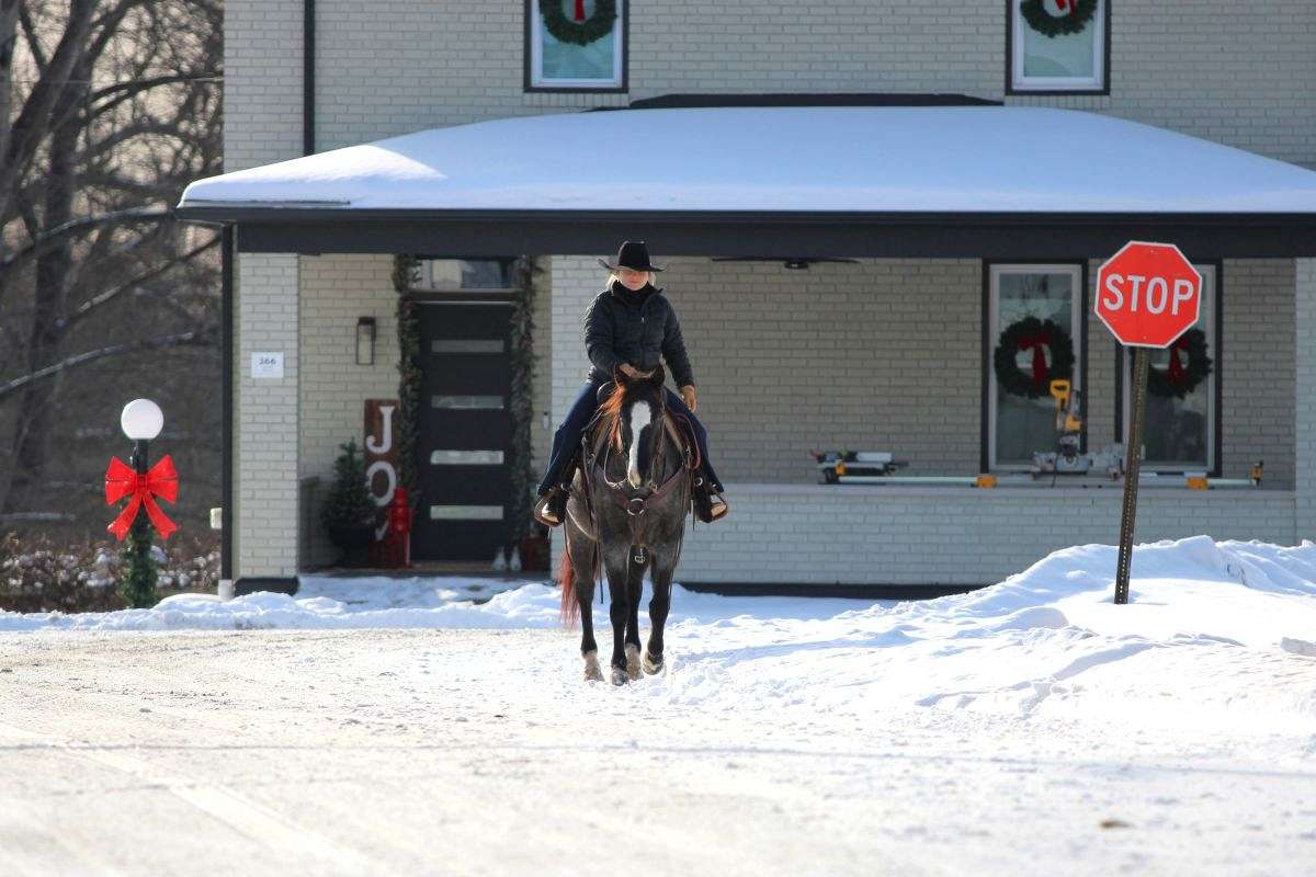 Theo - Good Broke All Around Horse 5 Yr Old Blue Roan QH Gelding!