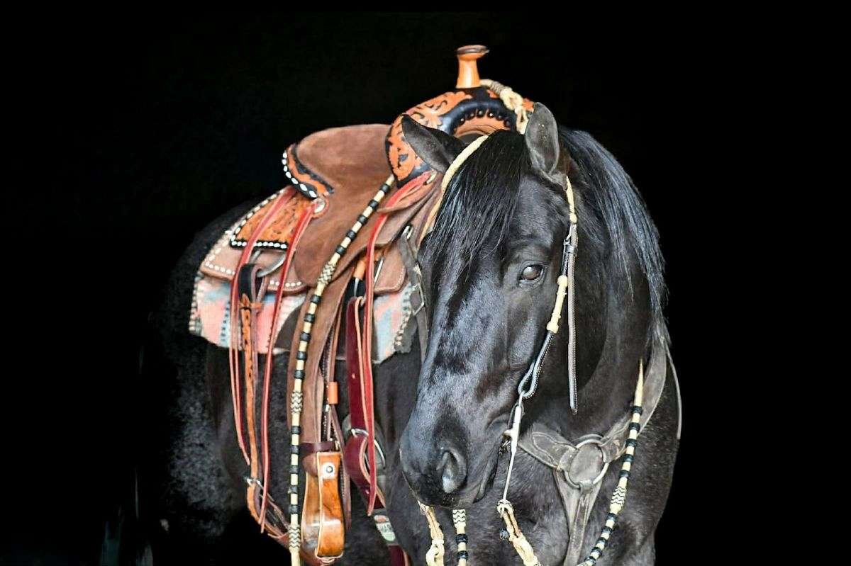 Blue Jay - Awesome Versatile Horse 7 Yr Old Blue Roan AQHA Gelding!