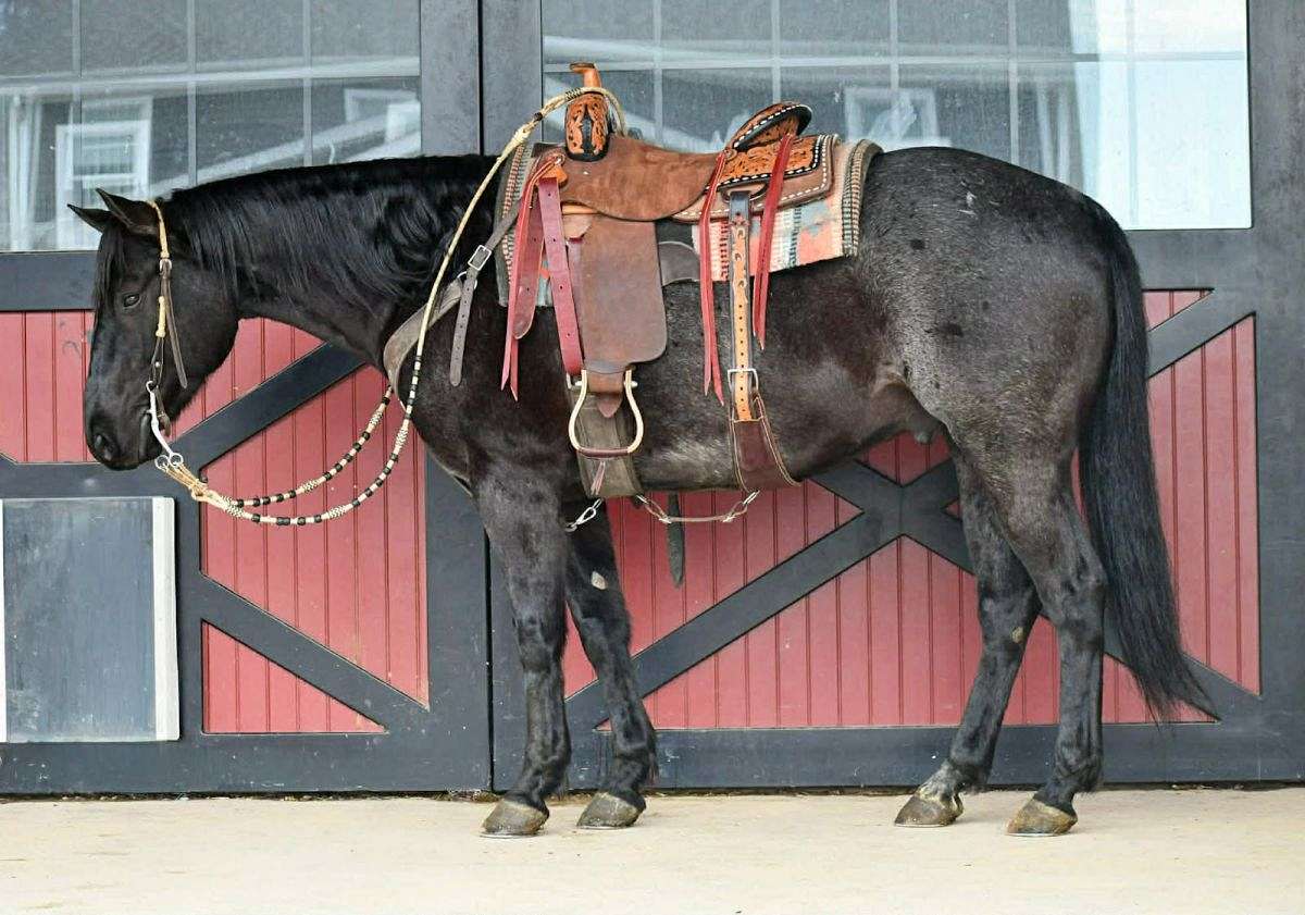 Blue Jay - Awesome Versatile Horse 7 Yr Old Blue Roan AQHA Gelding!