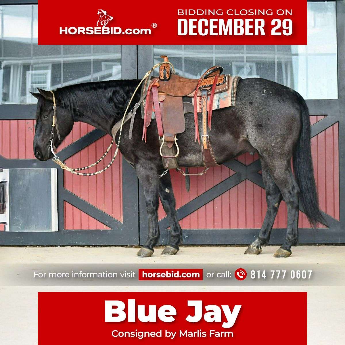 Blue Jay - Awesome Versatile Horse 7 Yr Old Blue Roan AQHA Gelding!
