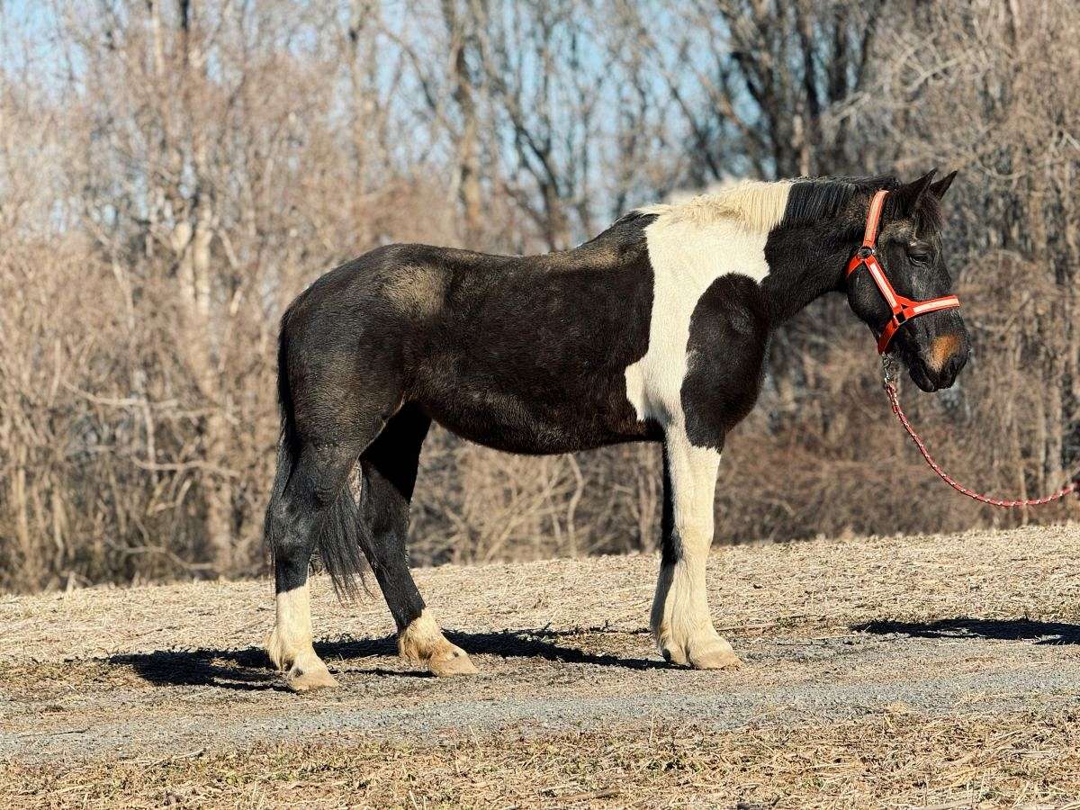 Gorgeous Draft Cross Mare