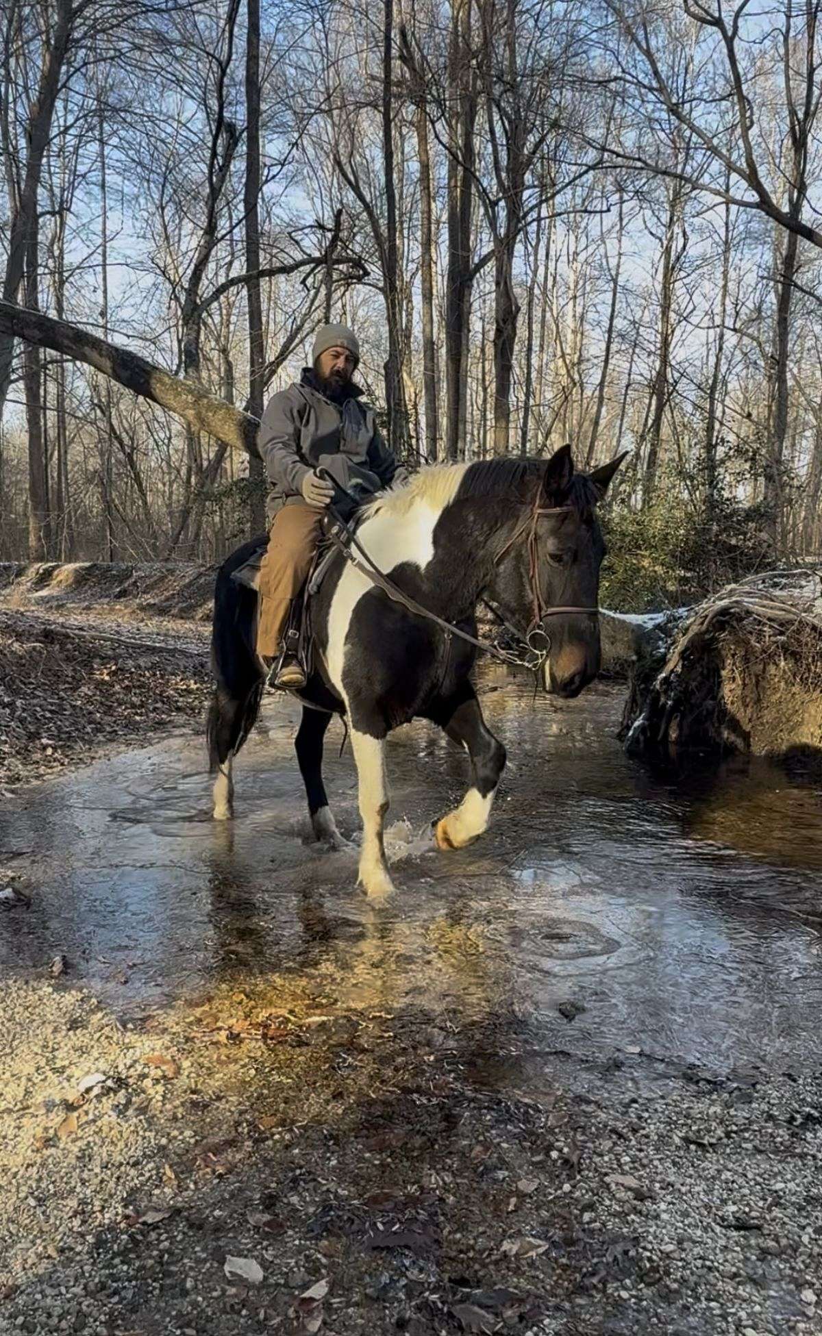 Gorgeous Draft Cross Mare