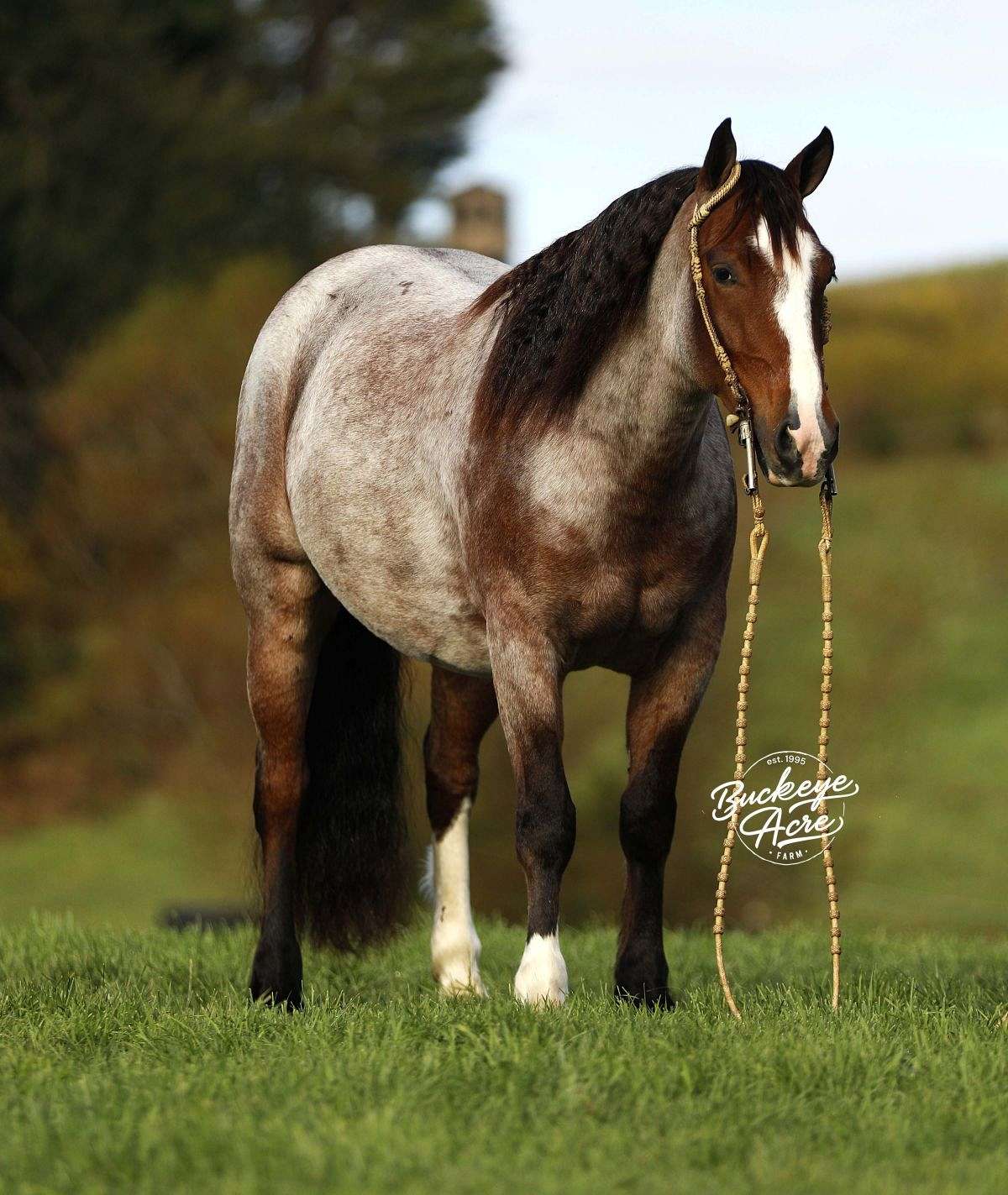 Rusty a 2021 Model Gypsy/Quarter Horse Cross Gelding Standing 14.3 Hand