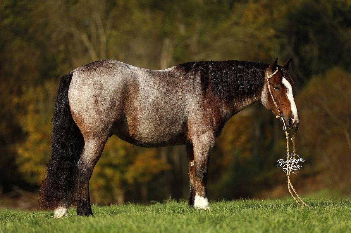 Rusty a 2021 Model Gypsy/Quarter Horse Cross Gelding Standing 14.3 Hand