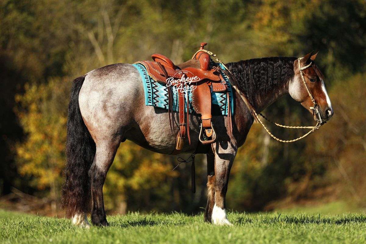 Rusty a 2021 Model Gypsy/Quarter Horse Cross Gelding Standing 14.3 Hand