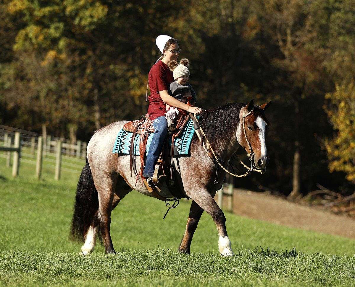 Rusty a 2021 Model Gypsy/Quarter Horse Cross Gelding Standing 14.3 Hand