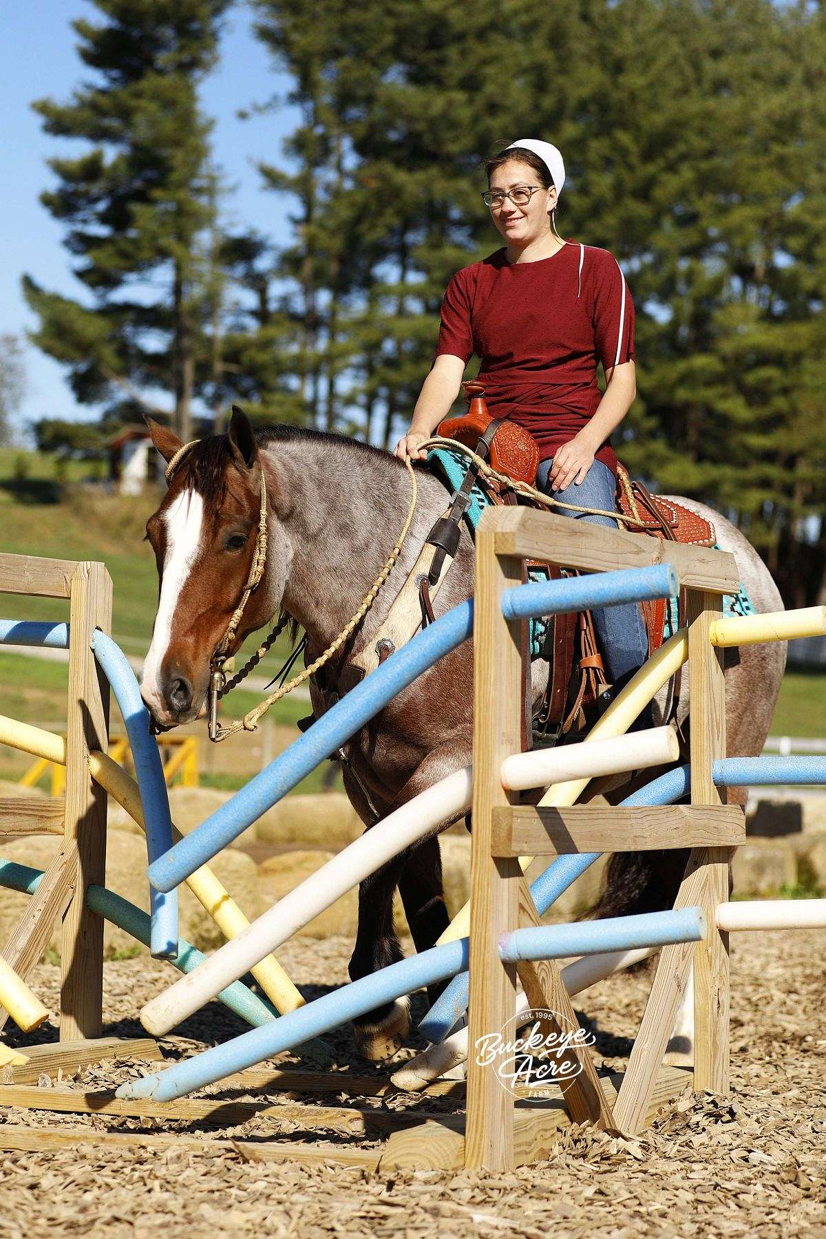 Rusty a 2021 Model Gypsy/Quarter Horse Cross Gelding Standing 14.3 Hand