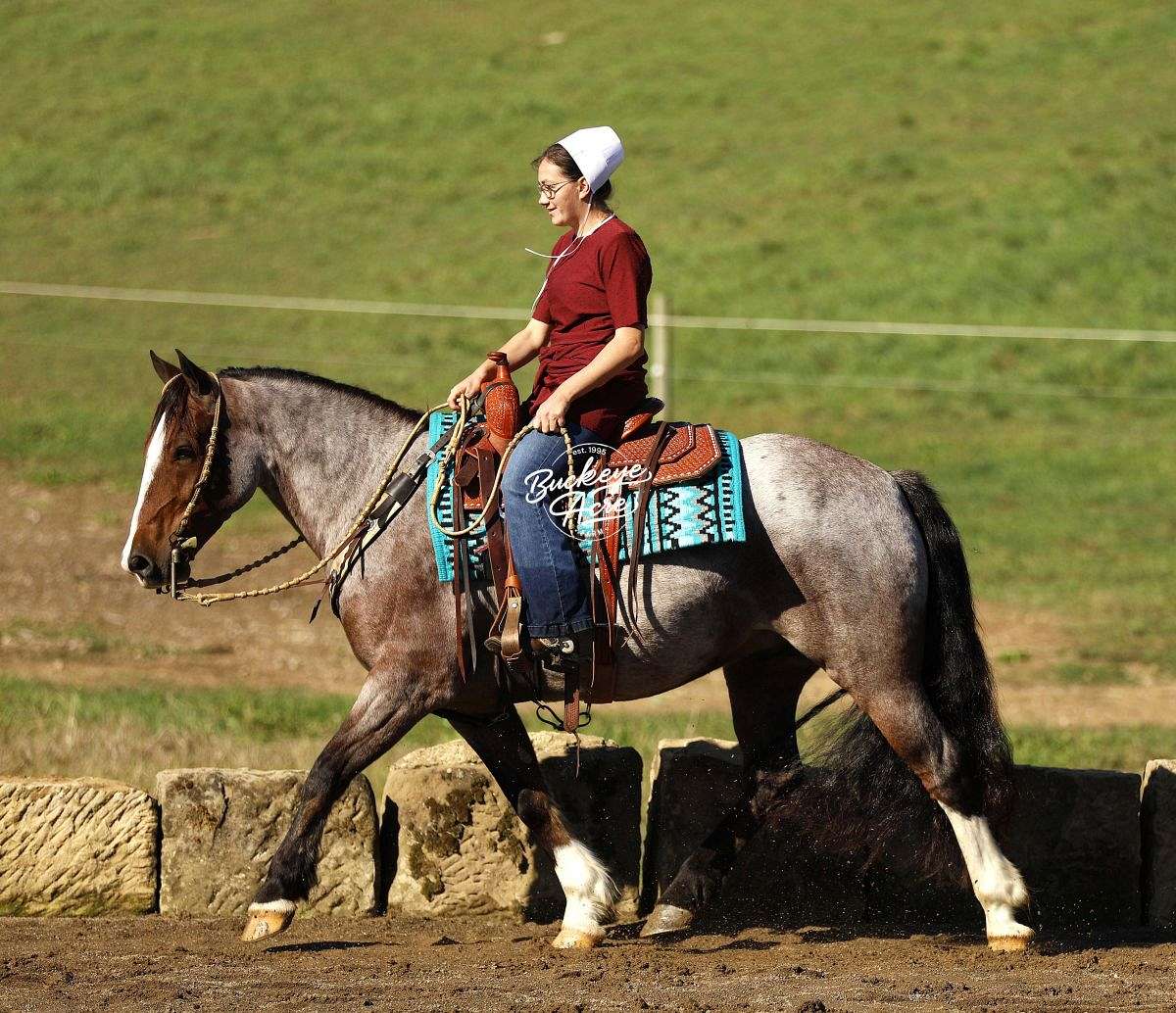 Rusty a 2021 Model Gypsy/Quarter Horse Cross Gelding Standing 14.3 Hand
