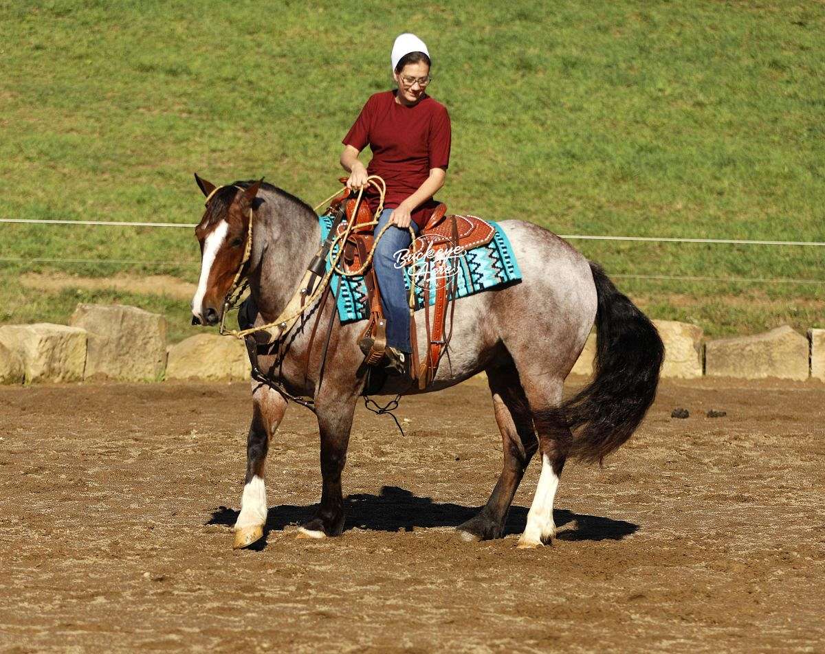 Rusty a 2021 Model Gypsy/Quarter Horse Cross Gelding Standing 14.3 Hand