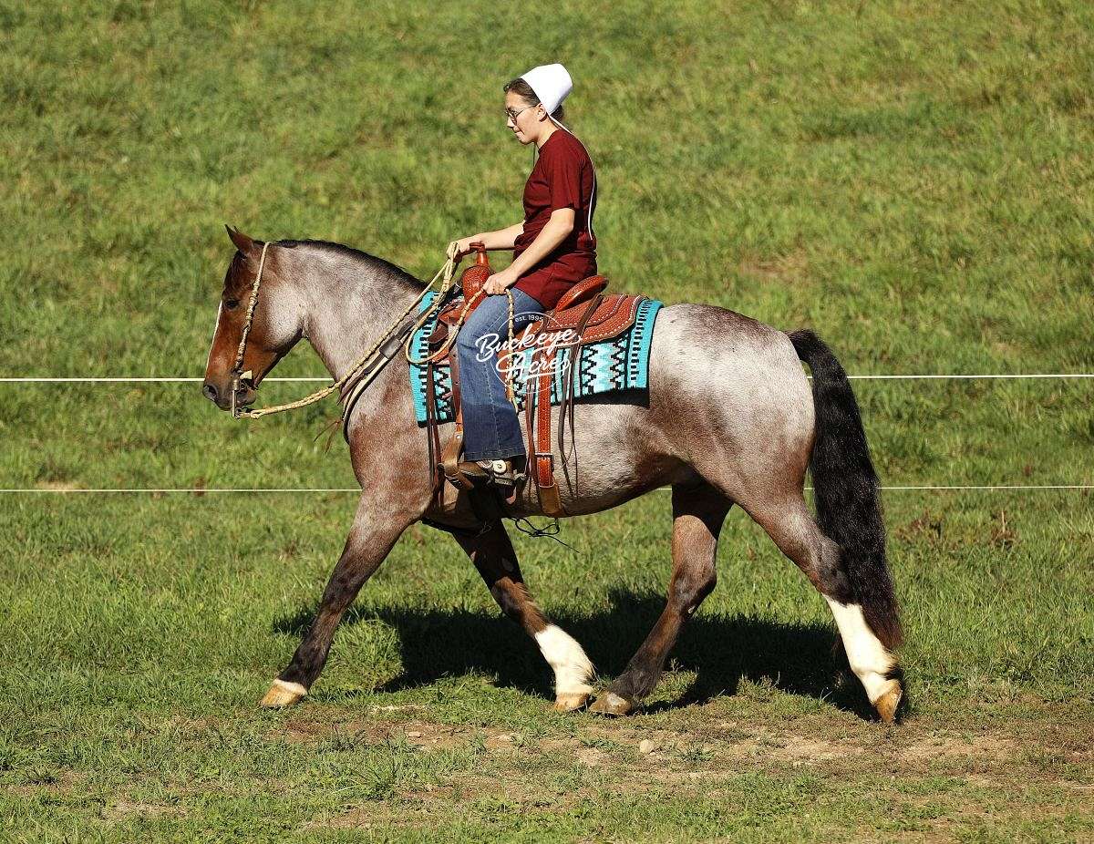 Rusty a 2021 Model Gypsy/Quarter Horse Cross Gelding Standing 14.3 Hand