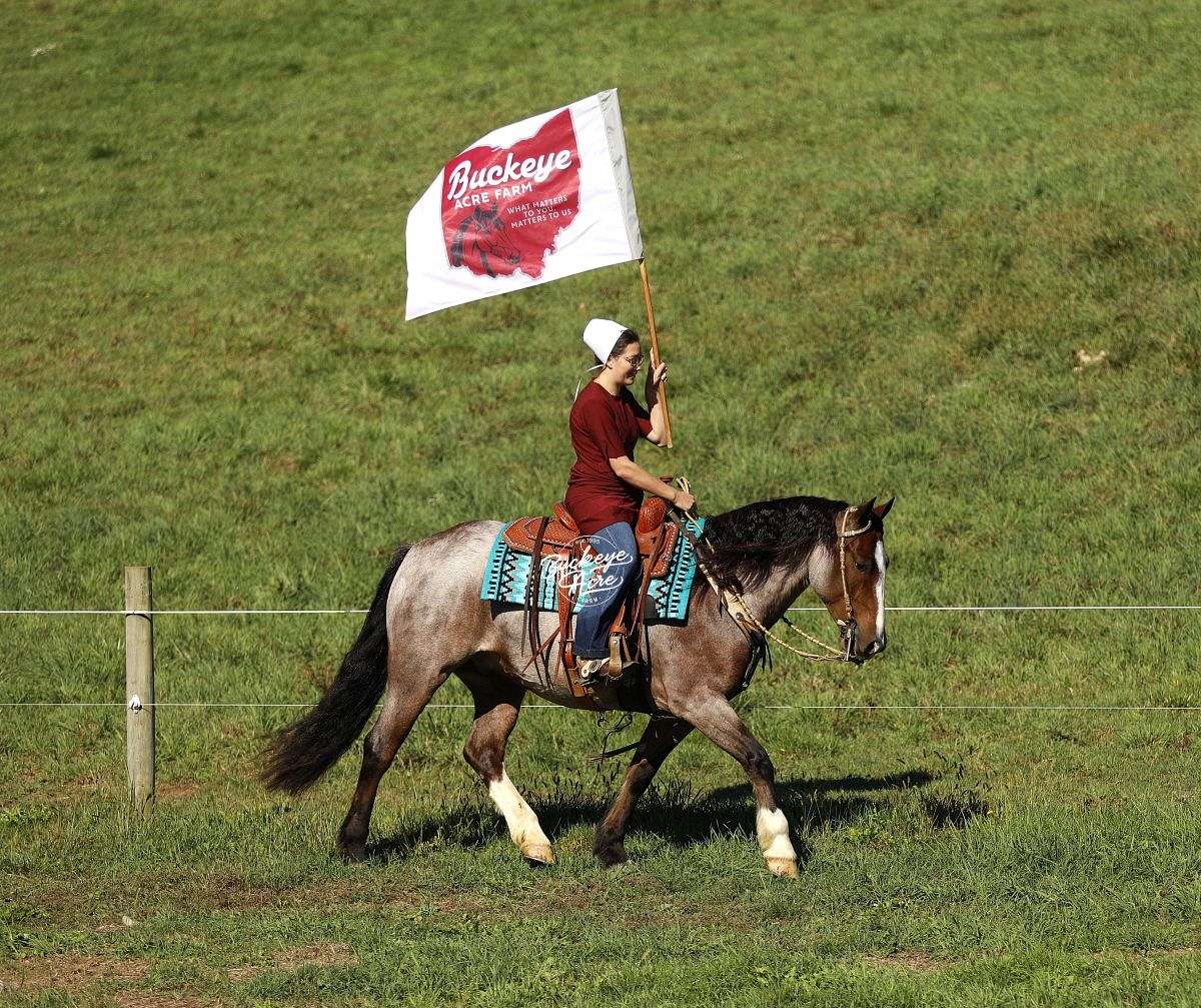 Rusty a 2021 Model Gypsy/Quarter Horse Cross Gelding Standing 14.3 Hand