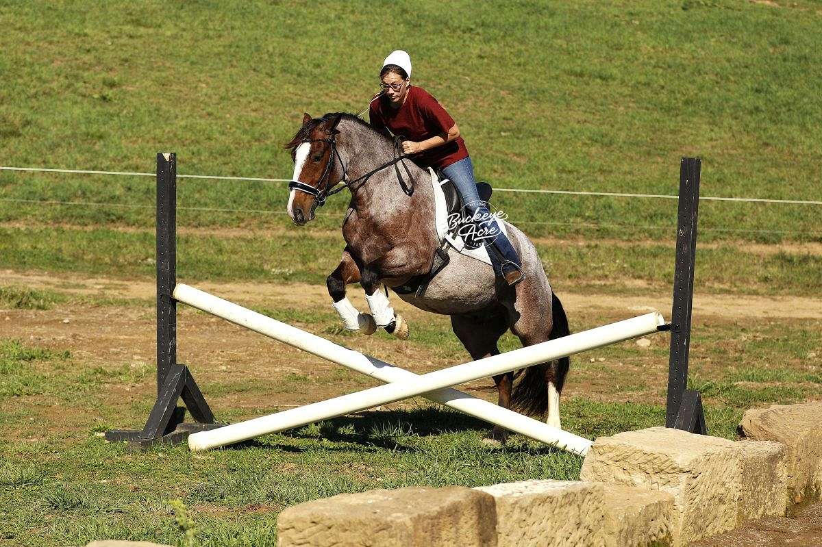 Rusty a 2021 Model Gypsy/Quarter Horse Cross Gelding Standing 14.3 Hand