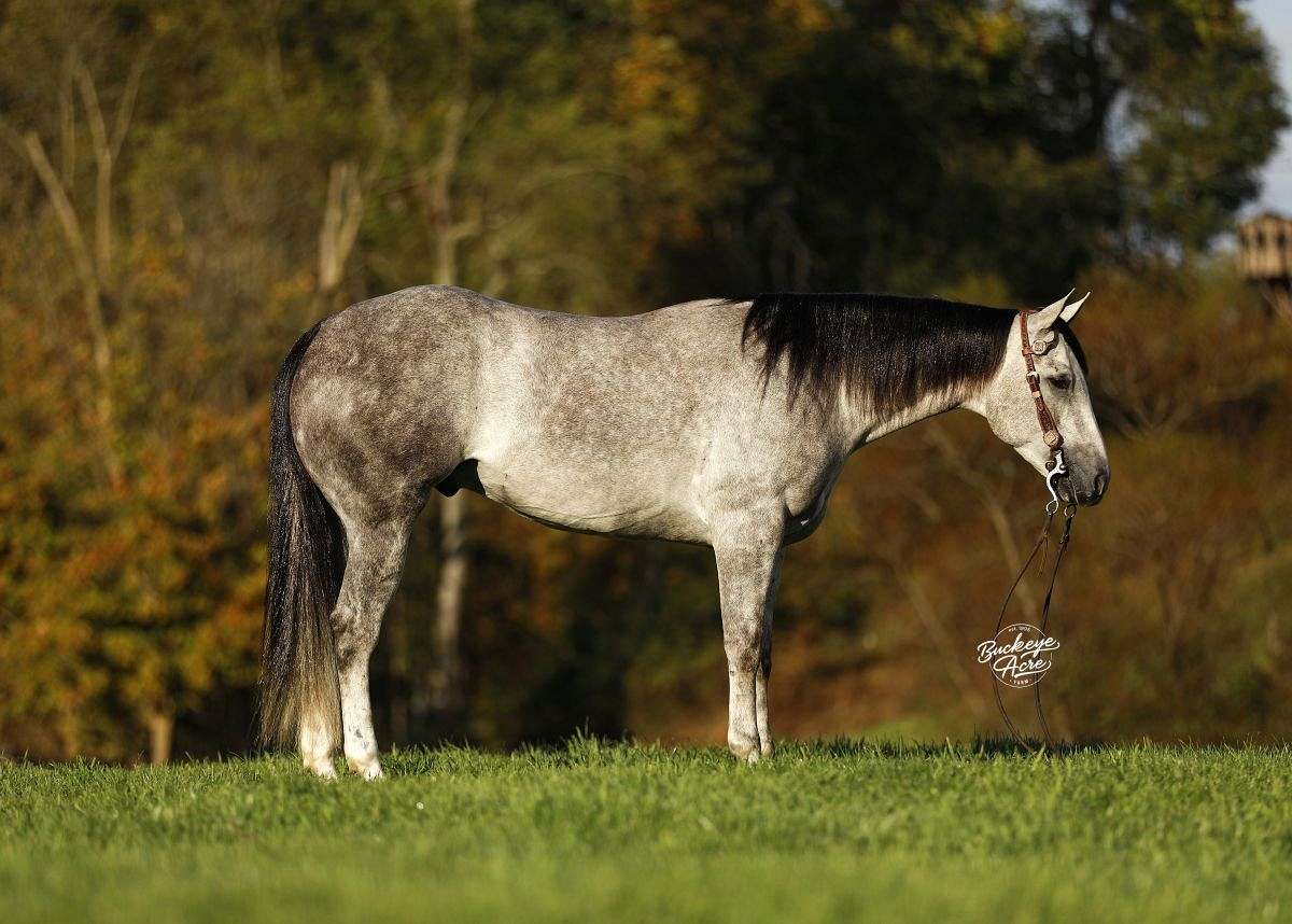 Grayson 2021 Model| Gray |AQHA Gelding Stands 14.3 Hands Tall