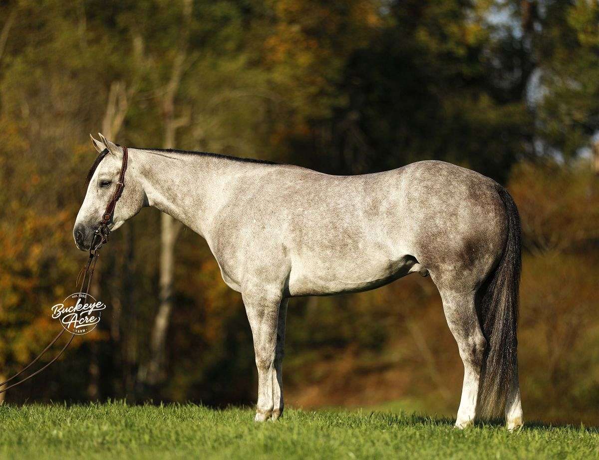 Grayson 2021 Model| Gray |AQHA Gelding Stands 14.3 Hands Tall