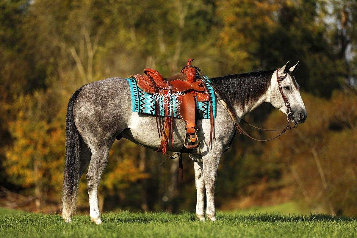 Grayson 2021 Model| Gray |AQHA Gelding Stands 14.3 Hands Tall