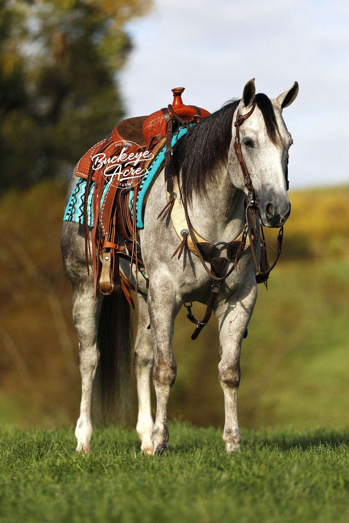 Grayson 2021 Model| Gray |AQHA Gelding Stands 14.3 Hands Tall