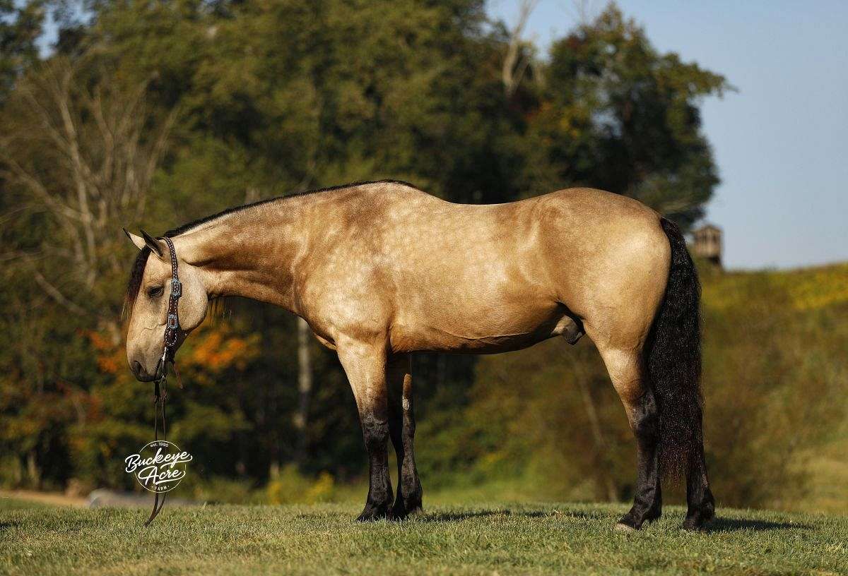 Wow – What a Gelding! Sage is a 2019 Model Buckskin Draft Cross 15.3 Hands