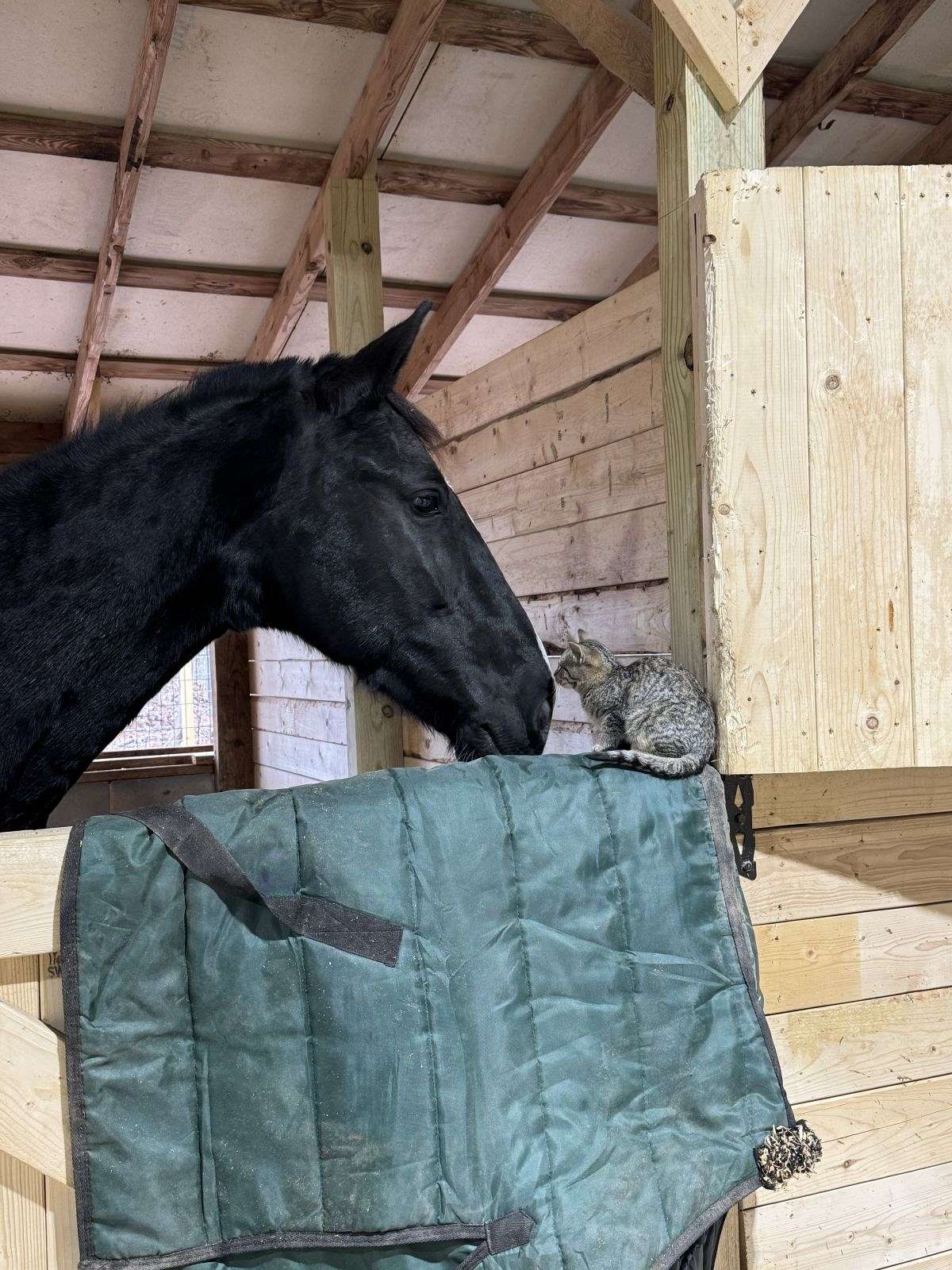 Scarlett”.. Once in a Lifetime 16.2 HH All Around Pleasure/Trail Mount