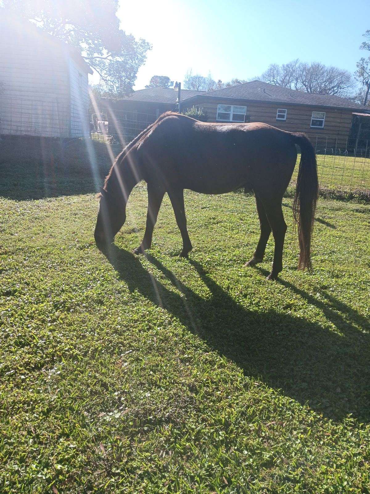 Free Horse Needs Home