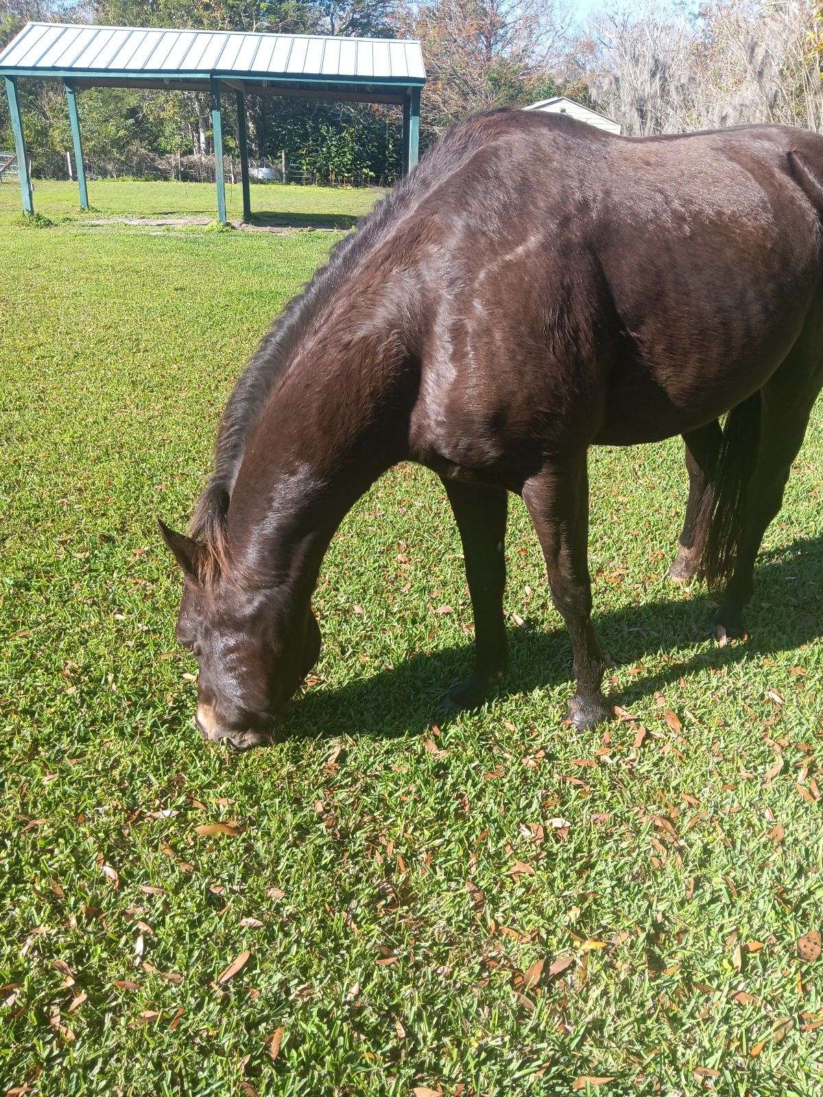 Free Horse Needs Home