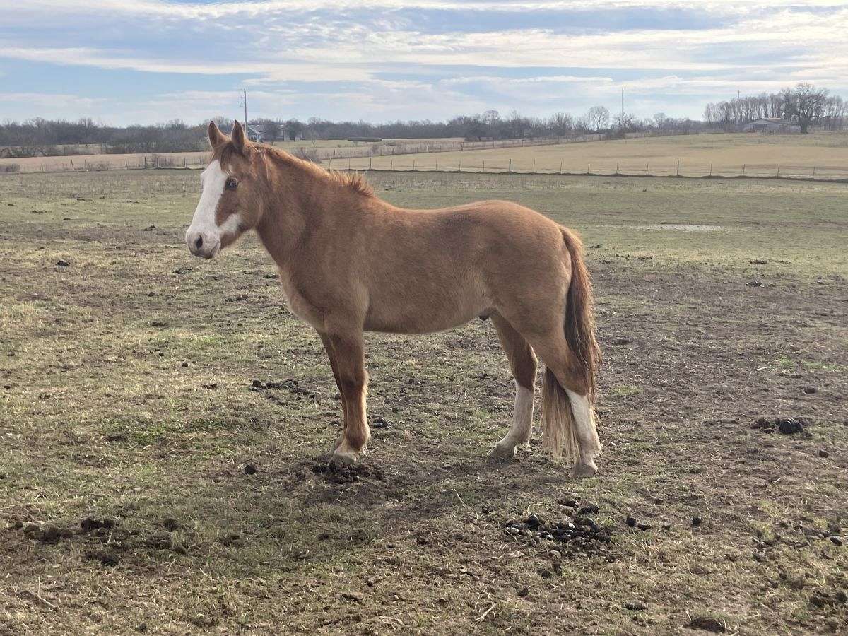 Project Gelding With One Blue Eye