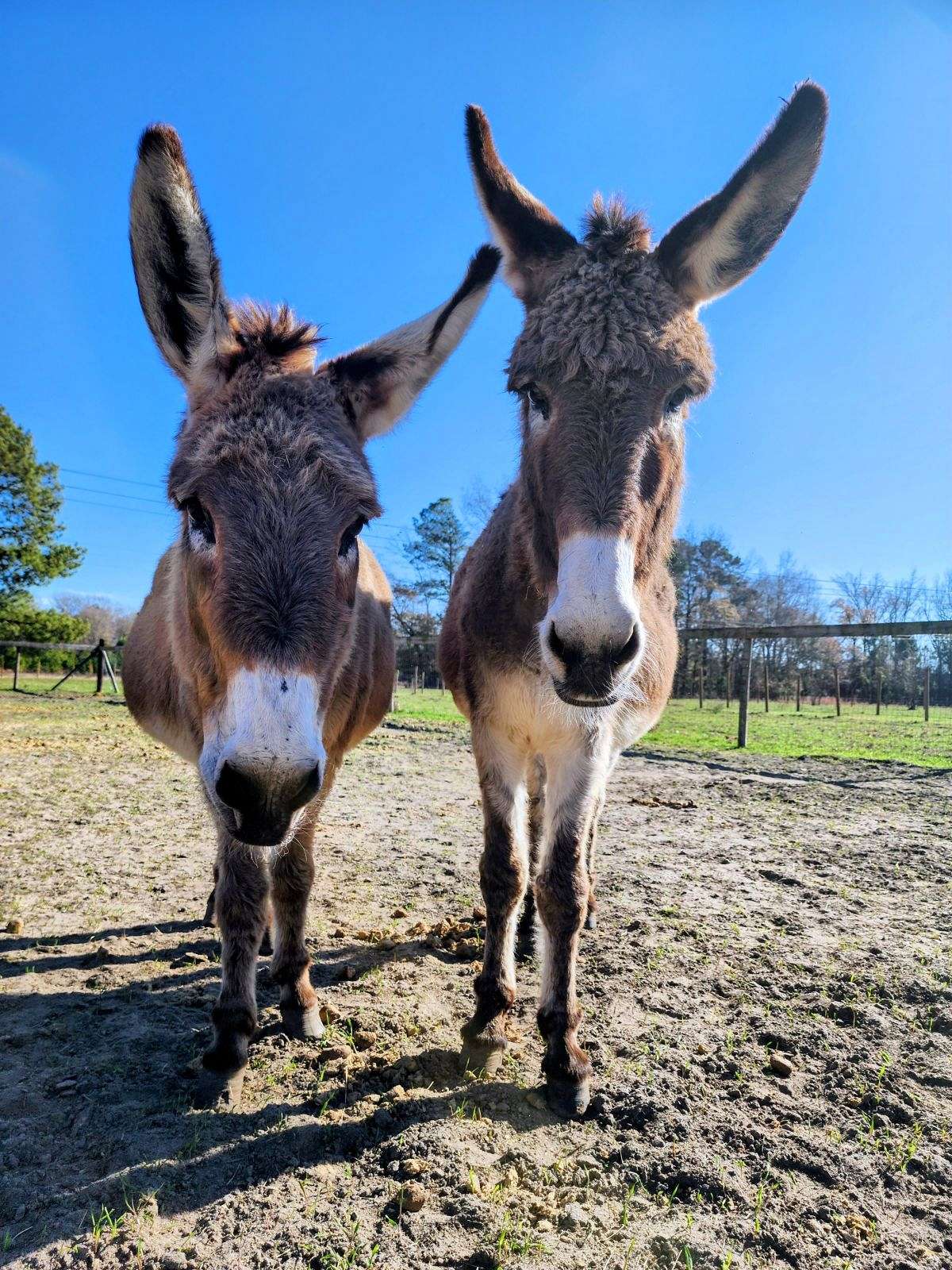 Donkey Pair