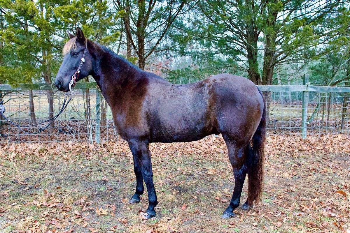 Jumping, Cow Sorting, Trail Riding