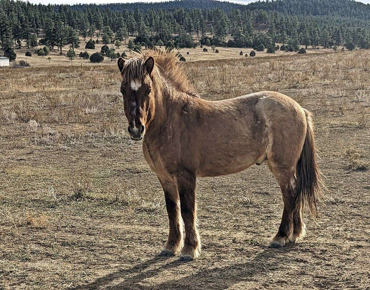 Imported Red Dun Roan Stallion