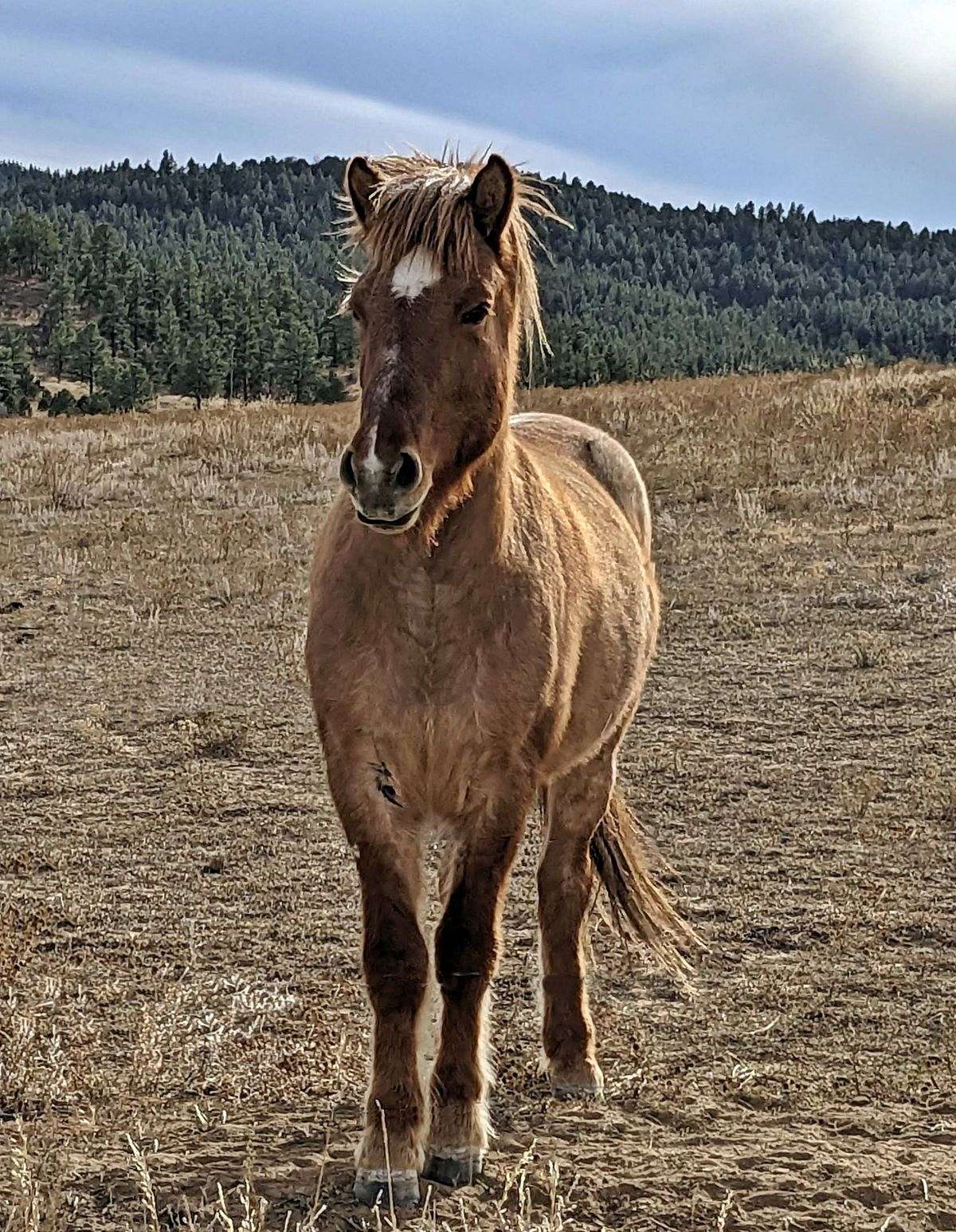 Imported Red Dun Roan Stallion
