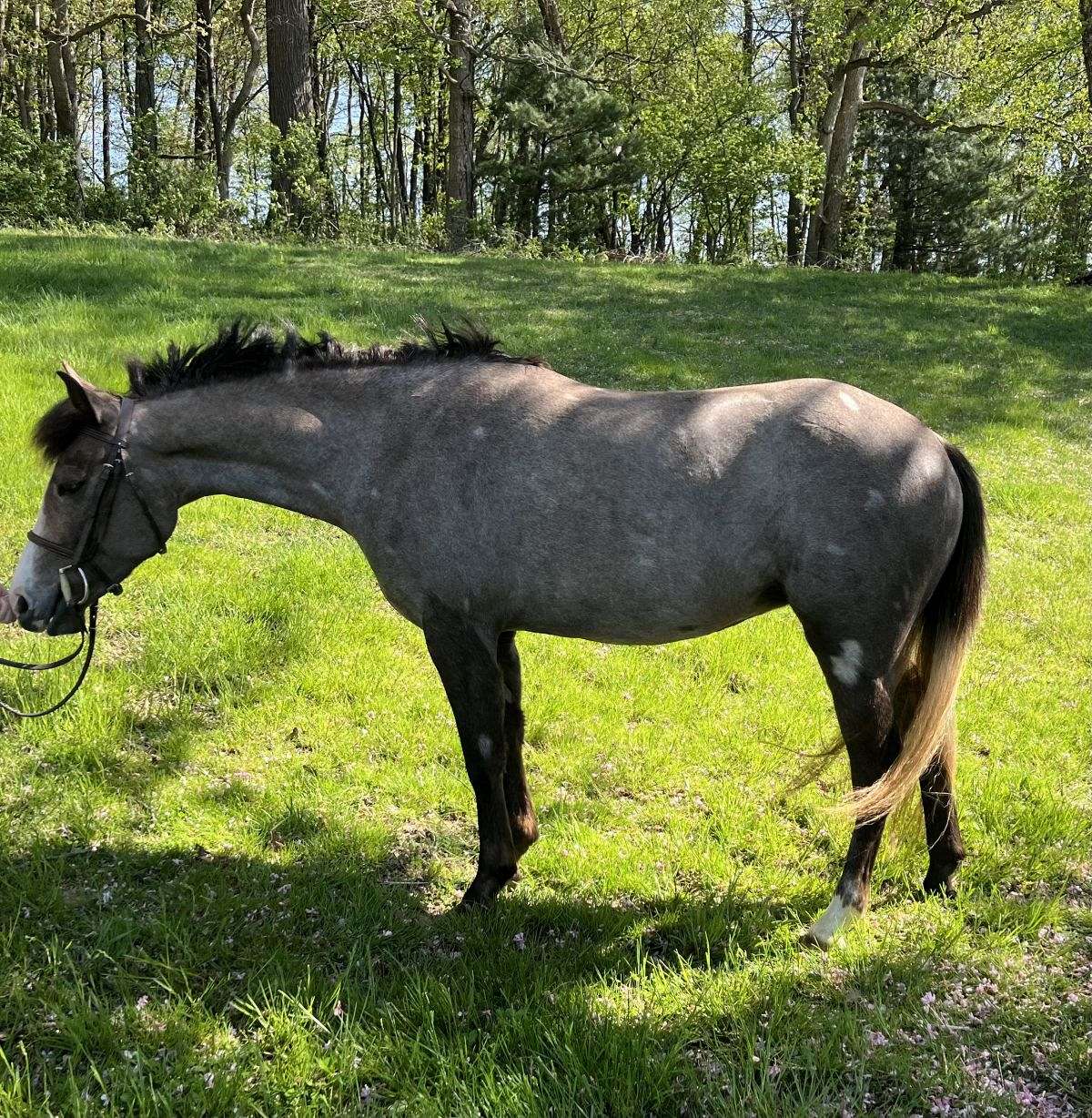 Small Pony Hunter
