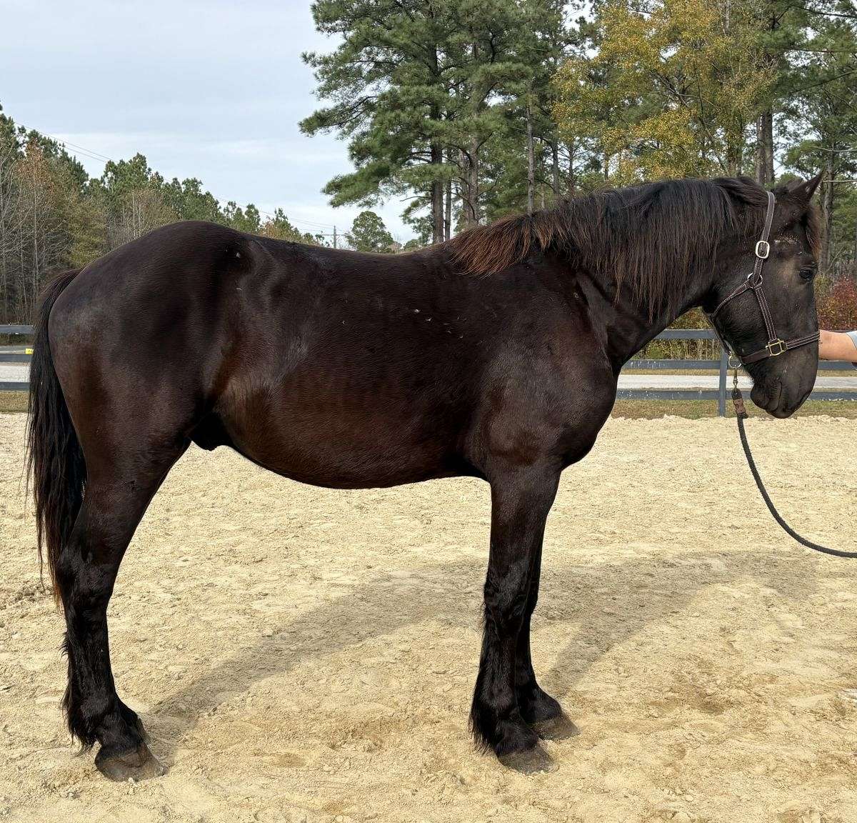Percheron Cross Gelding