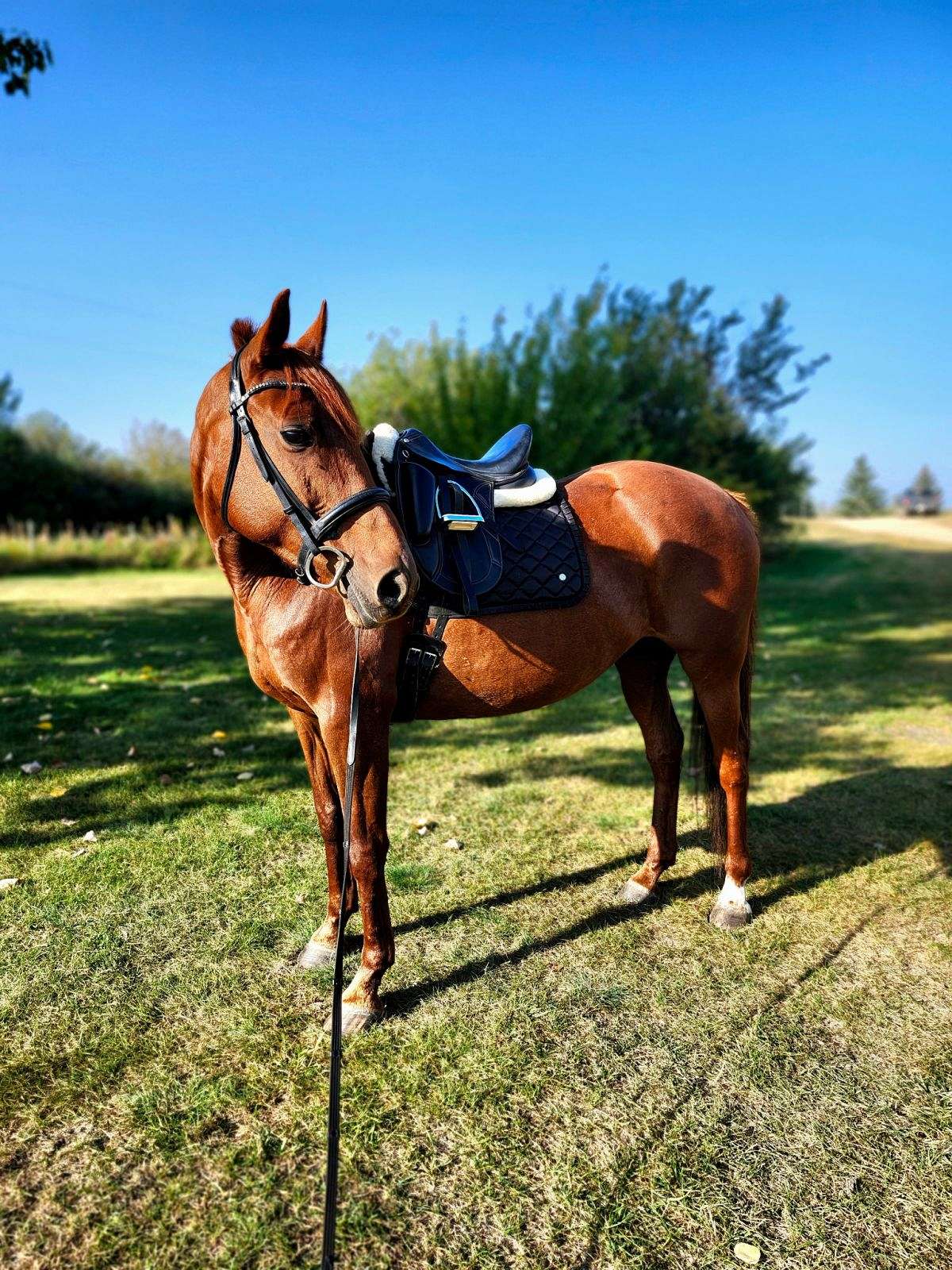 12 Year Old Appendix Grade Mare