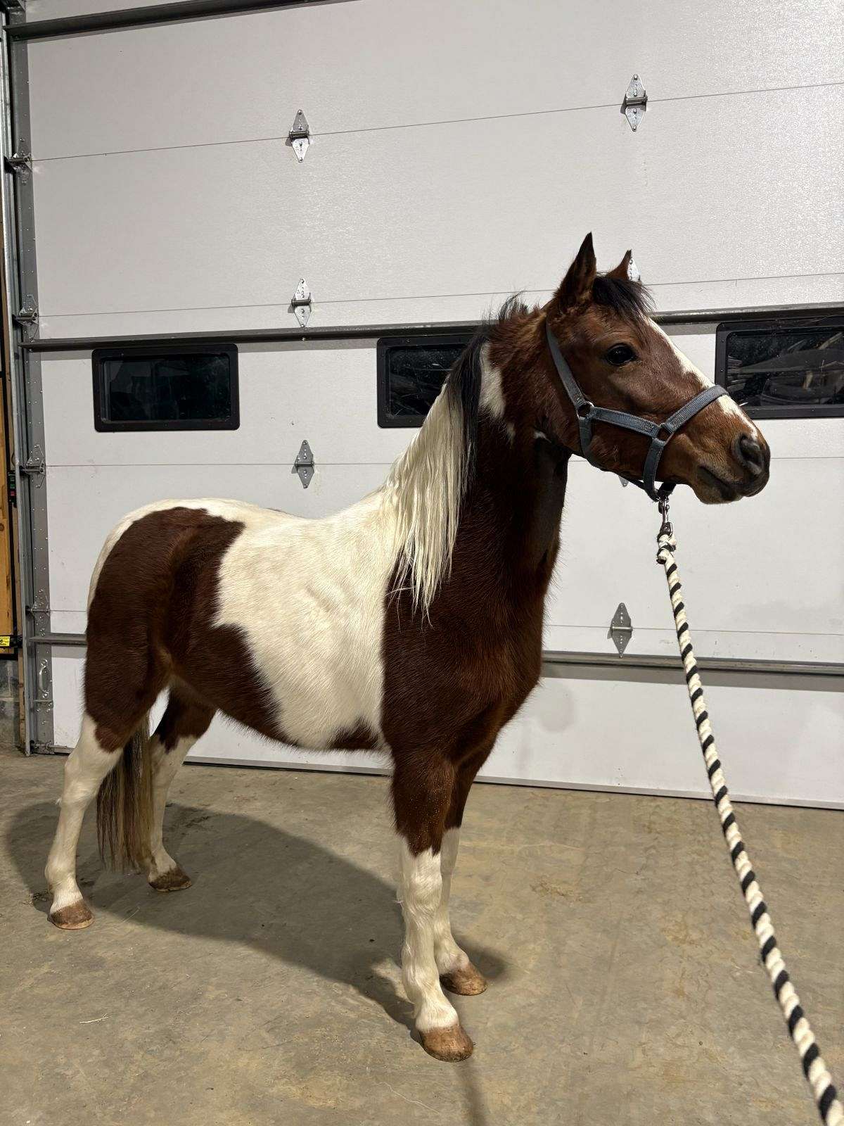 5 Year Old Registered Mare