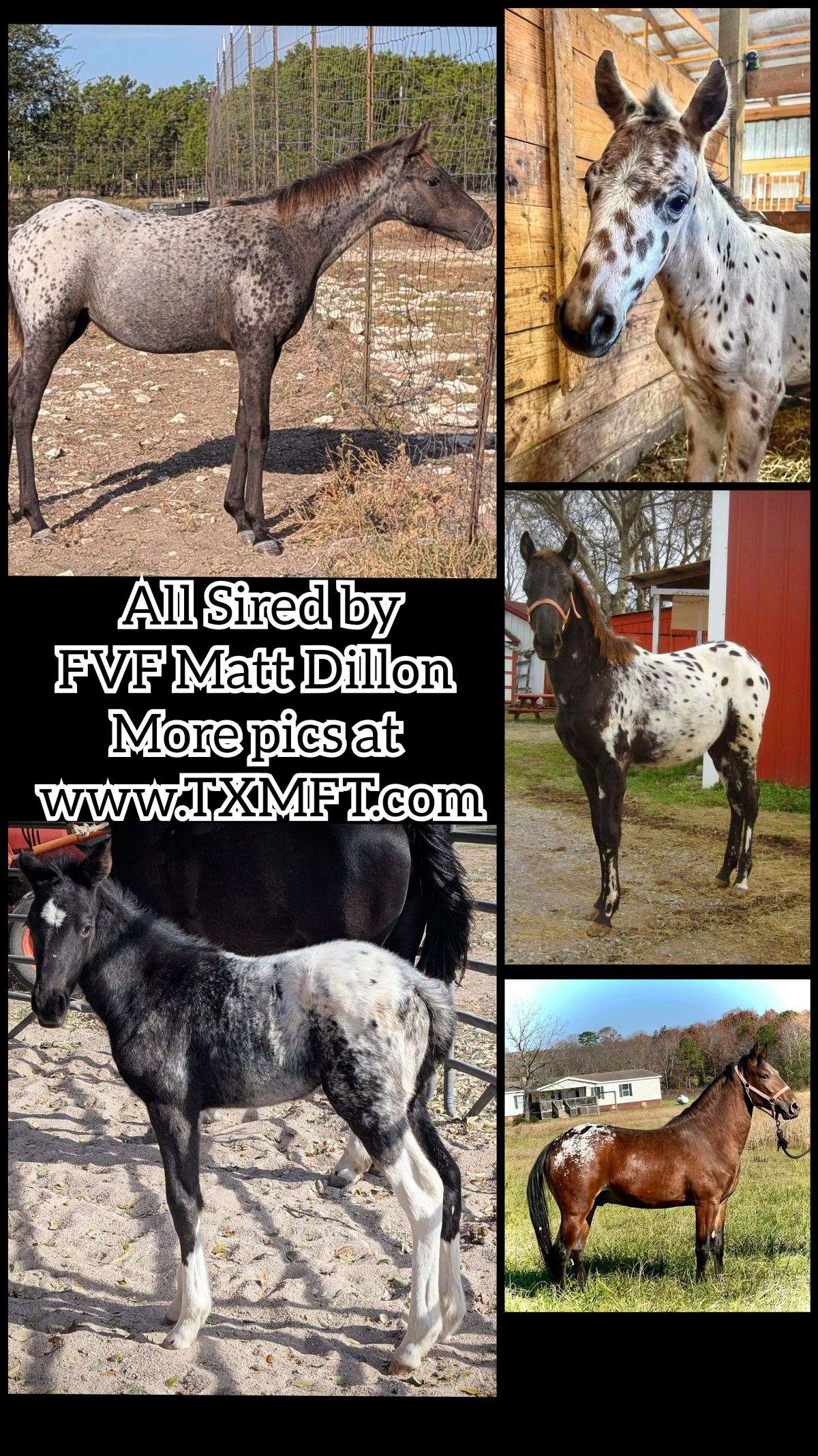 Shuffling Appaloosa Stallion - Guaranteed Color Producer, Indian Shuffler