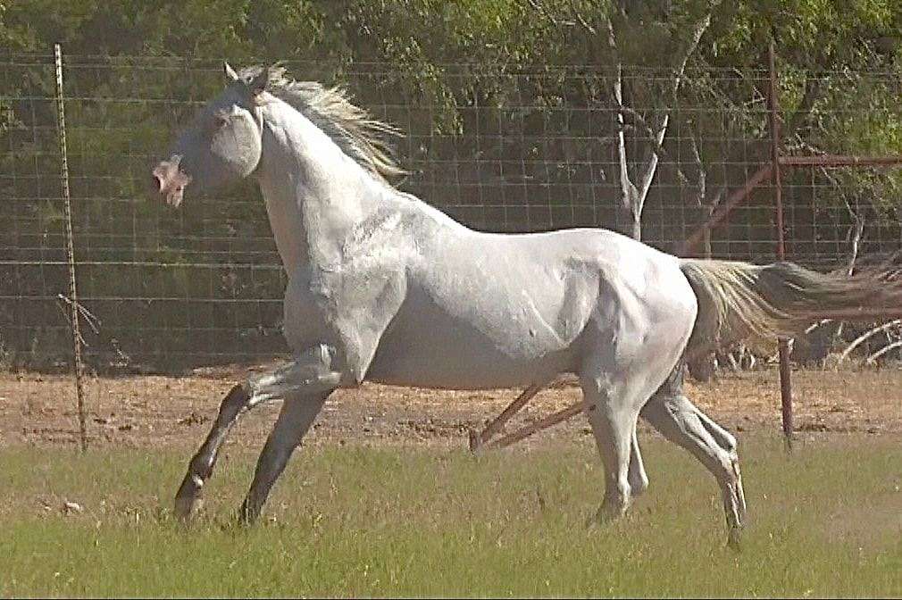 Shuffling Appaloosa Stallion - Guaranteed Color Producer, Indian Shuffler