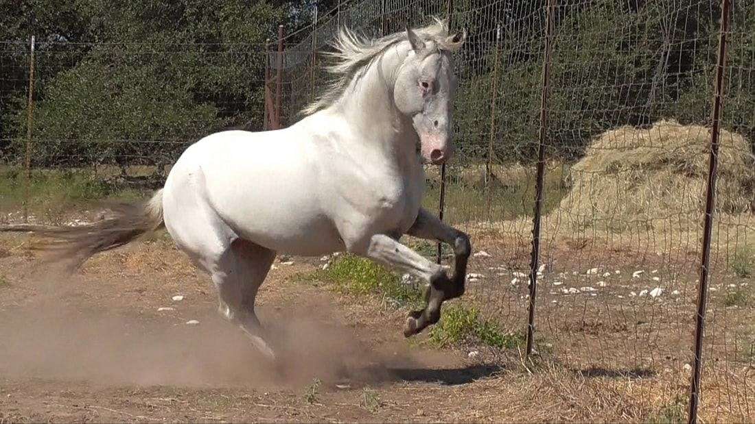 Shuffling Appaloosa Stallion - Guaranteed Color Producer, Indian Shuffler