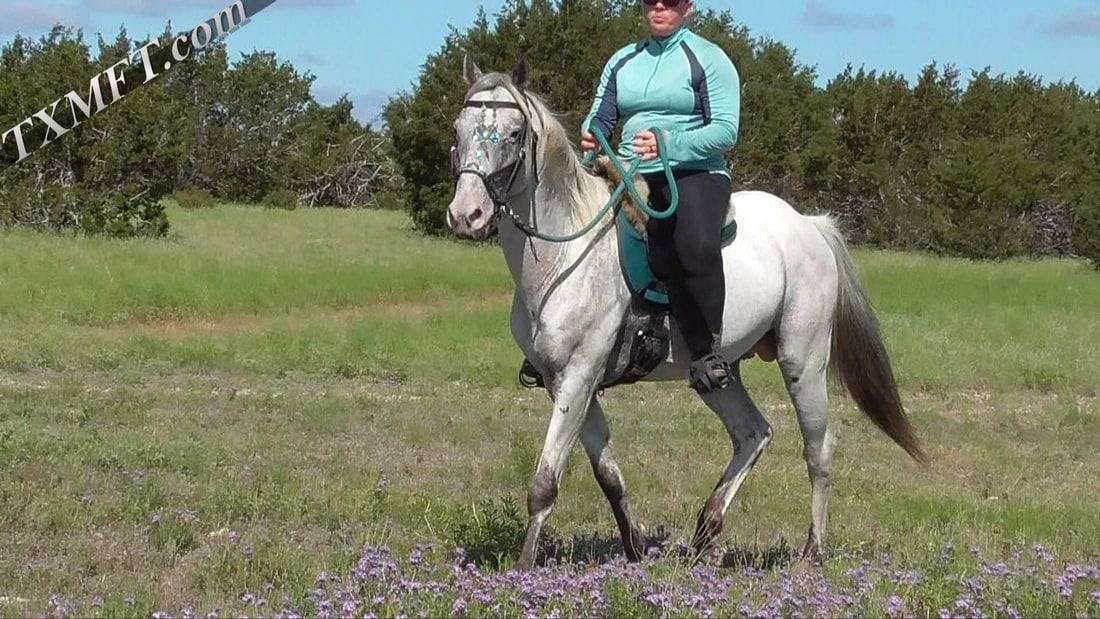 Shuffling Appaloosa Stallion - Guaranteed Color Producer, Indian Shuffler