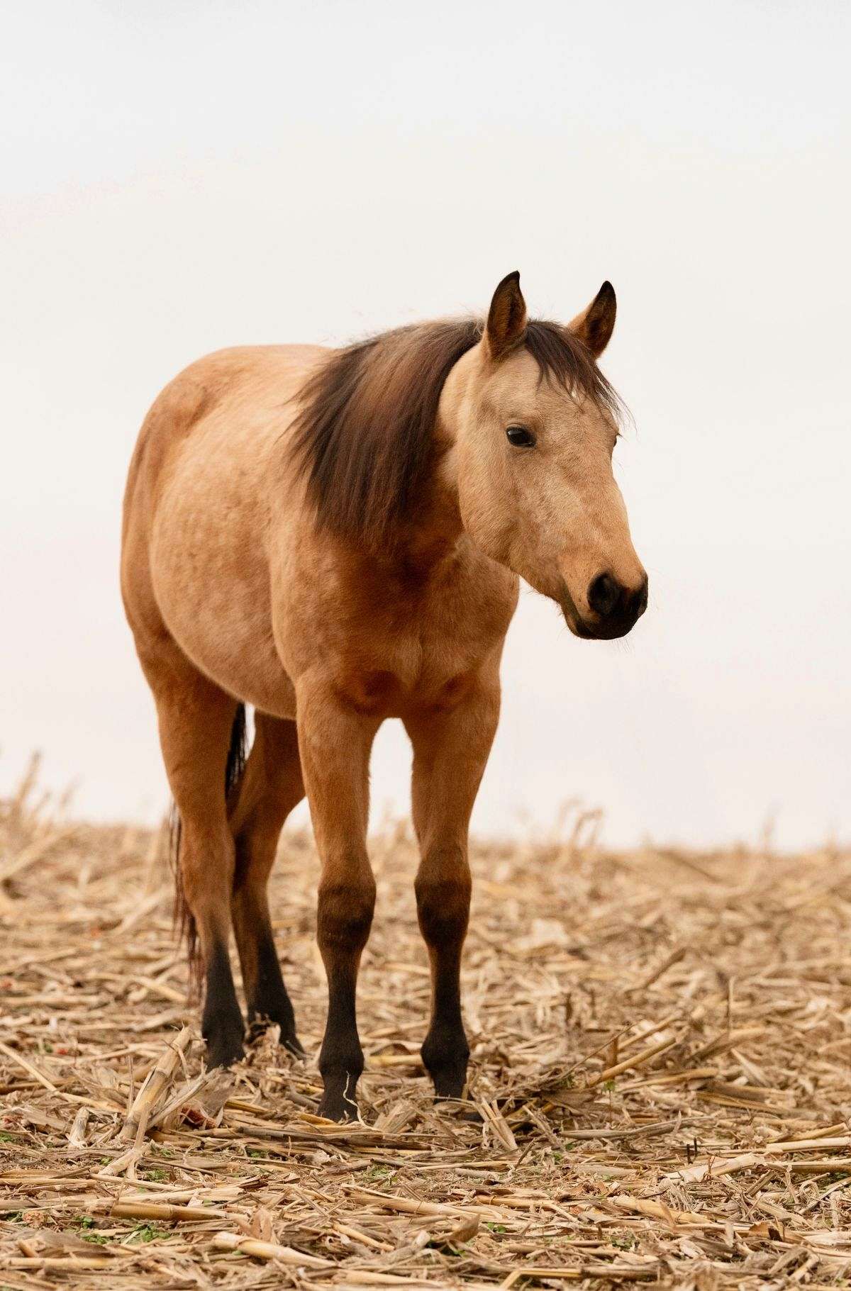 Oakies Dash for Candy