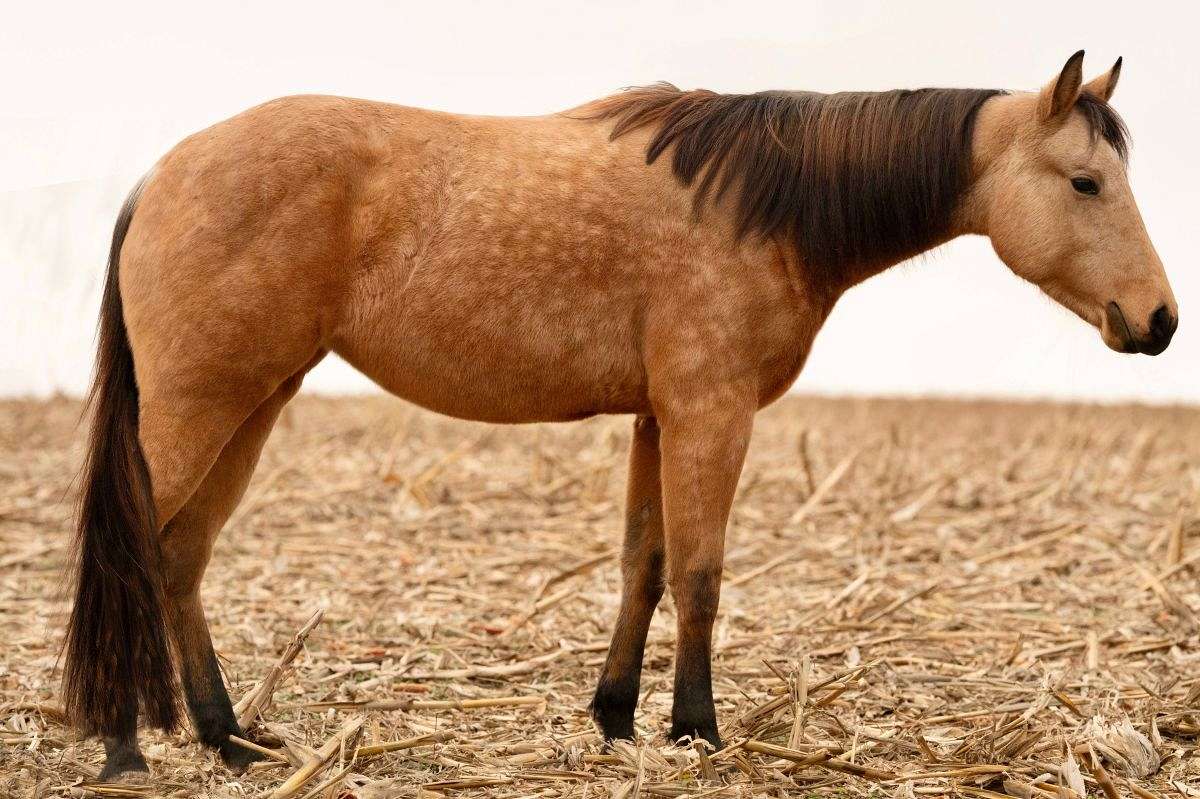 Oakies Dash for Candy