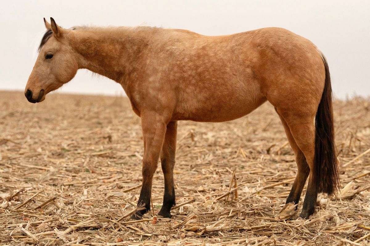 Oakies Dash for Candy