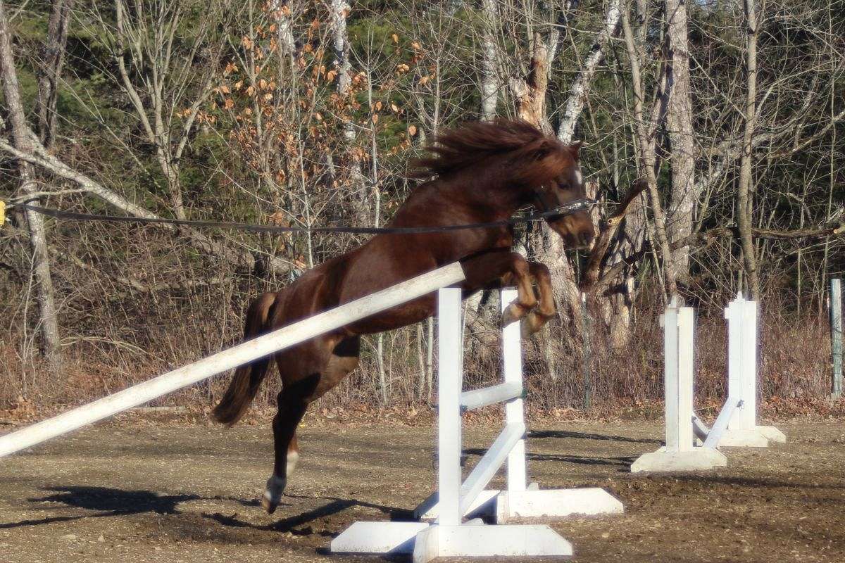 Small Jumper Pony for Lease