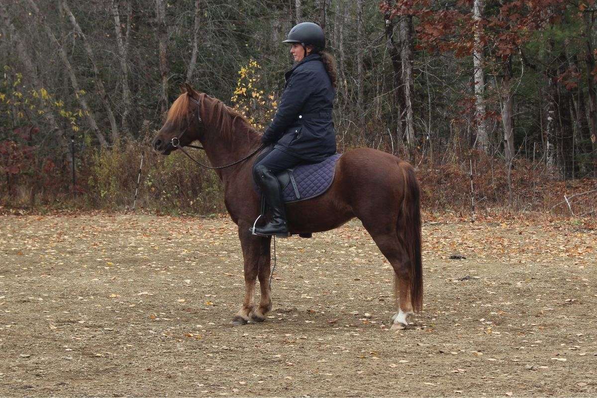 Small Jumper Pony for Lease