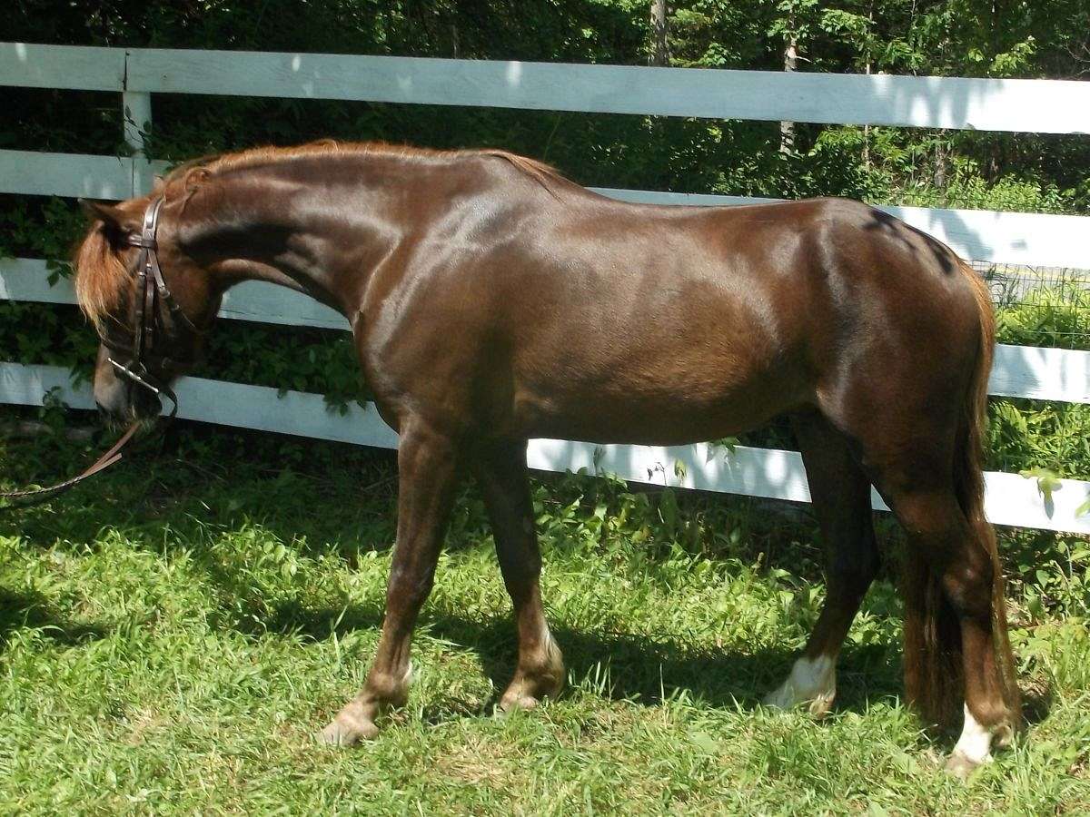 Small Jumper Pony for Lease