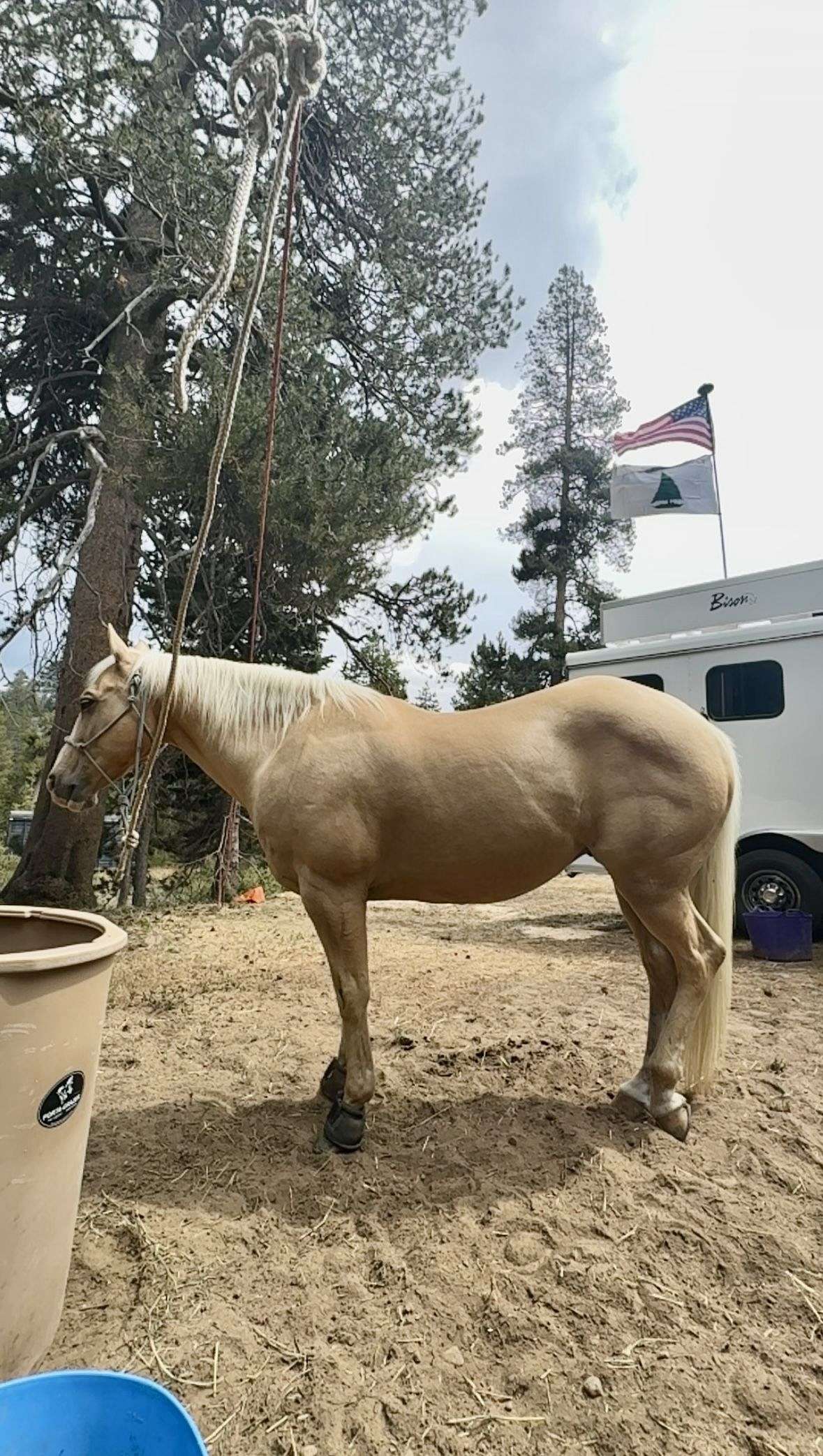 Palomino AQHA Quarter Horse Appendix Gelding