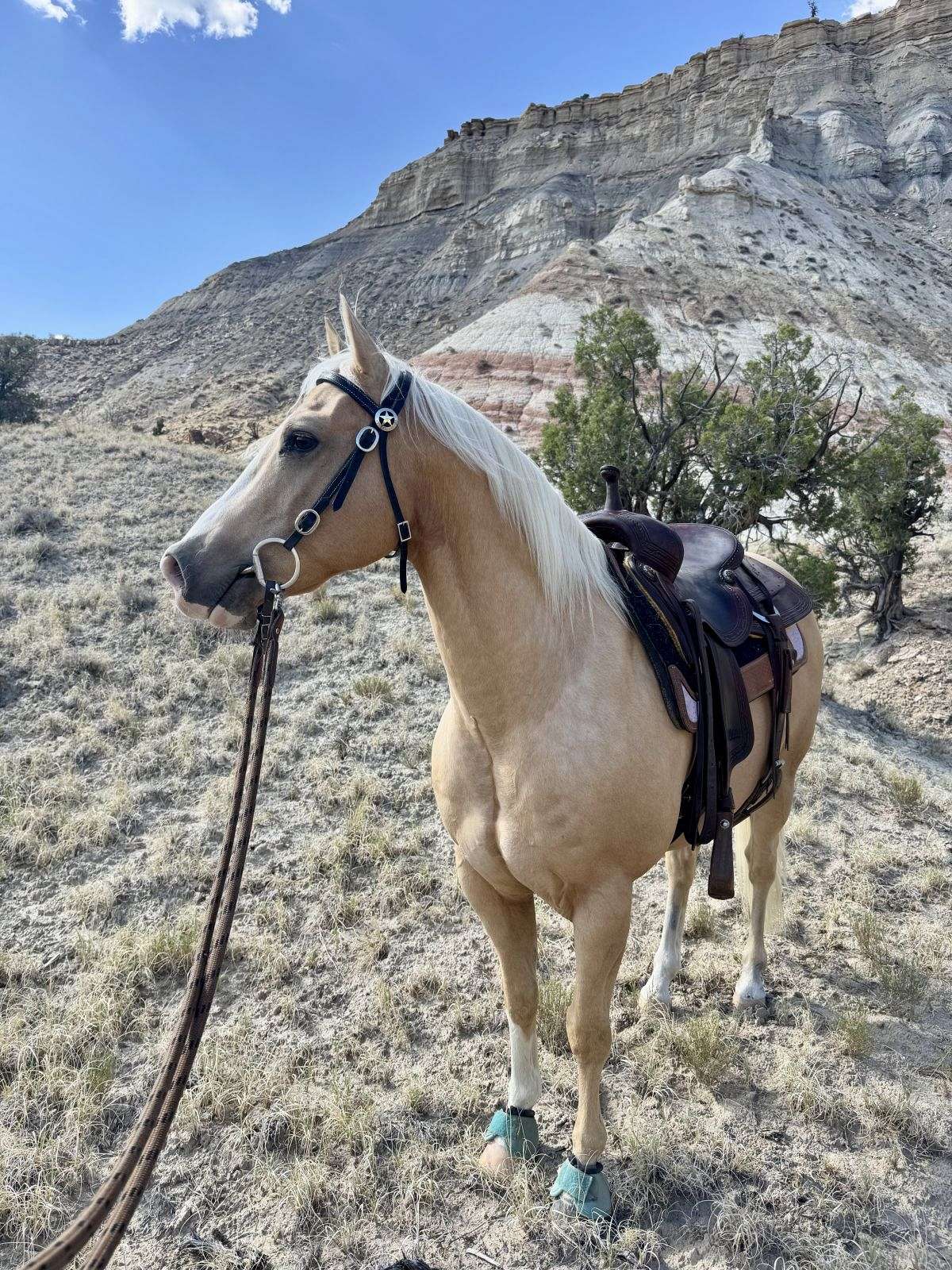 Palomino AQHA Quarter Horse Appendix Gelding